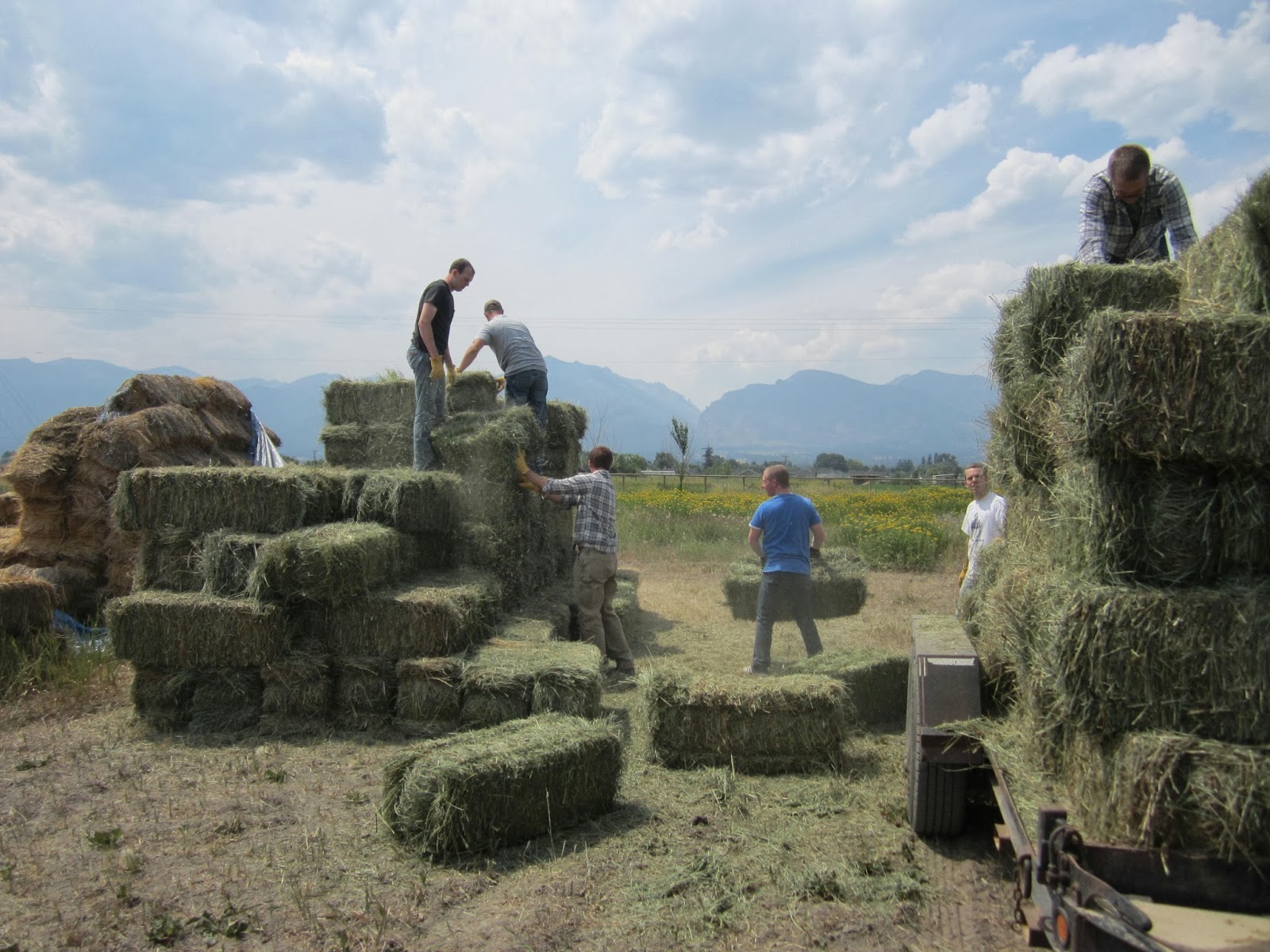 Called To Serve: Bucking Hay! Sent August 5, 2013